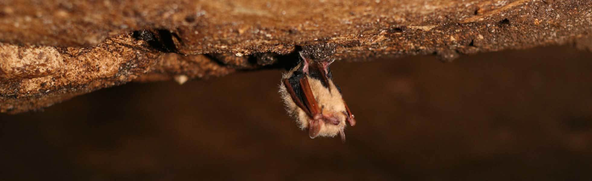 Biota - Indiana Caverns